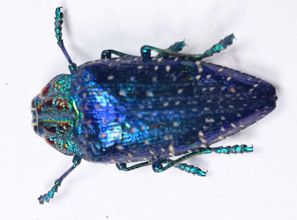 Ten (10) Polybothris Sumptuosa Gemma- the Blue Rainbow Beetle. L 30 ...