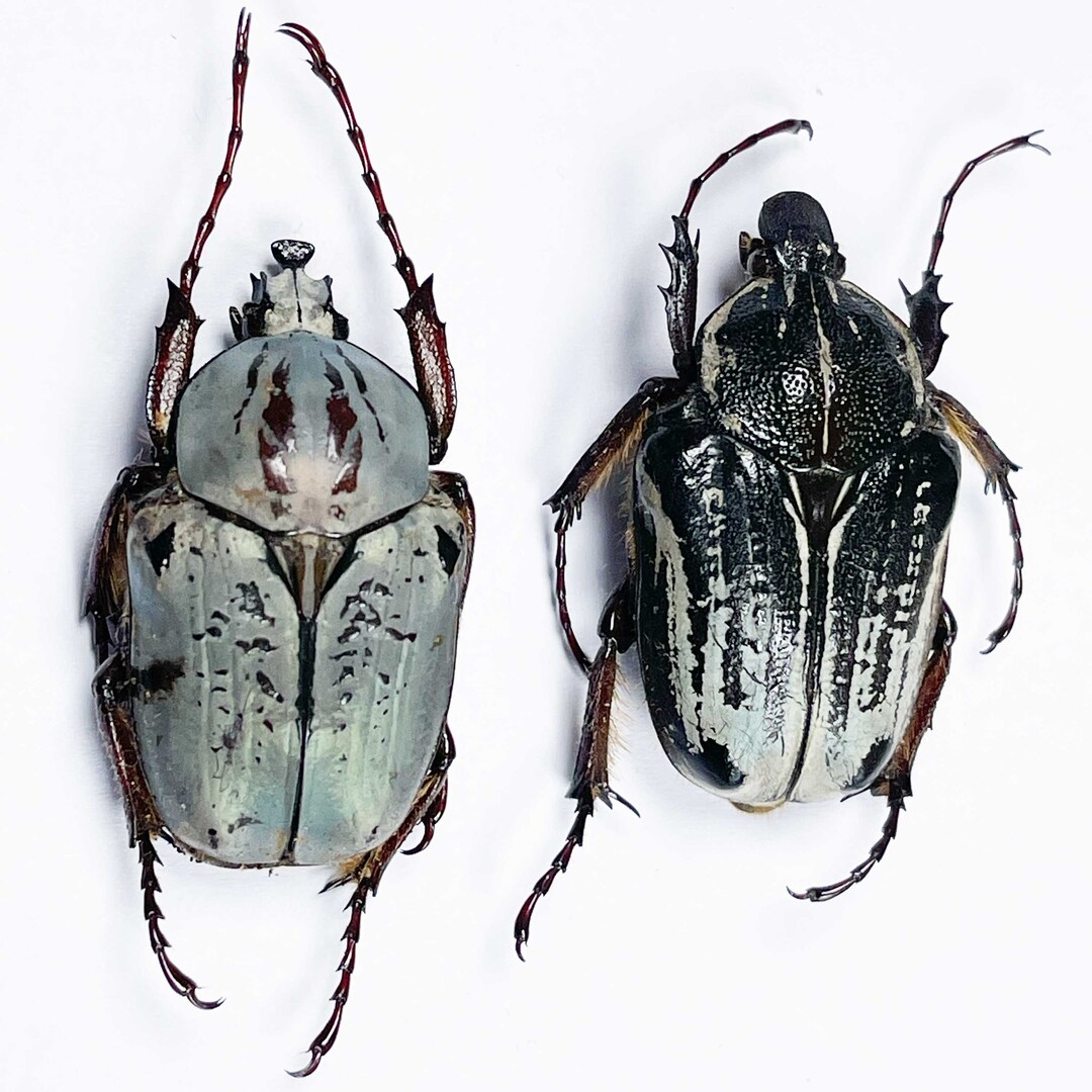 An A1 Pair (M+F) of the Rare Goliathus (argyrophegges ) Kolbei . Male ...