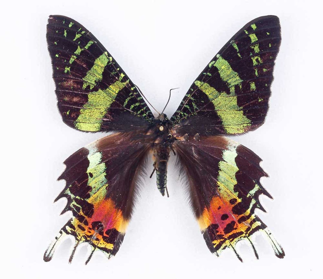 A Pack of 5/10 Chrysiridia (urania) Rhipheus ,the Sunset Moth .A1/A1 ...