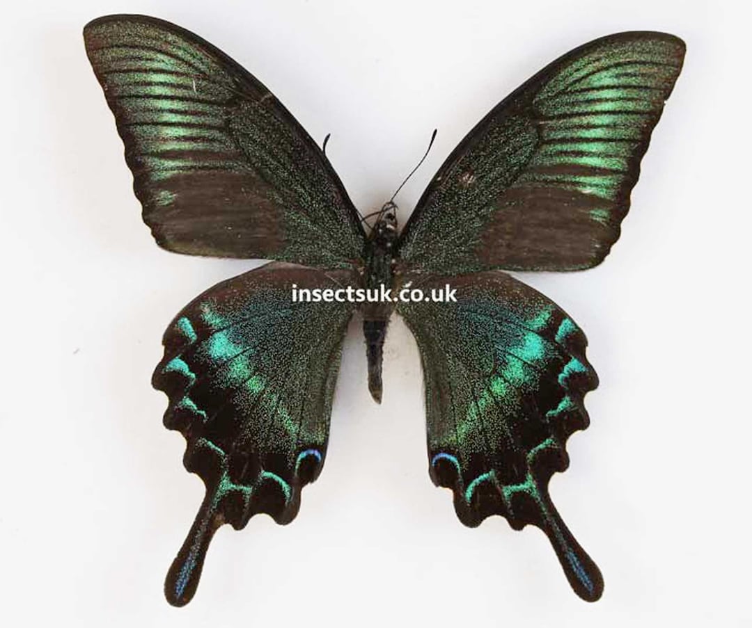 A Set of 3 Papilio Maackii (alpine Black Swallowtail) Wingspan 100mm ...