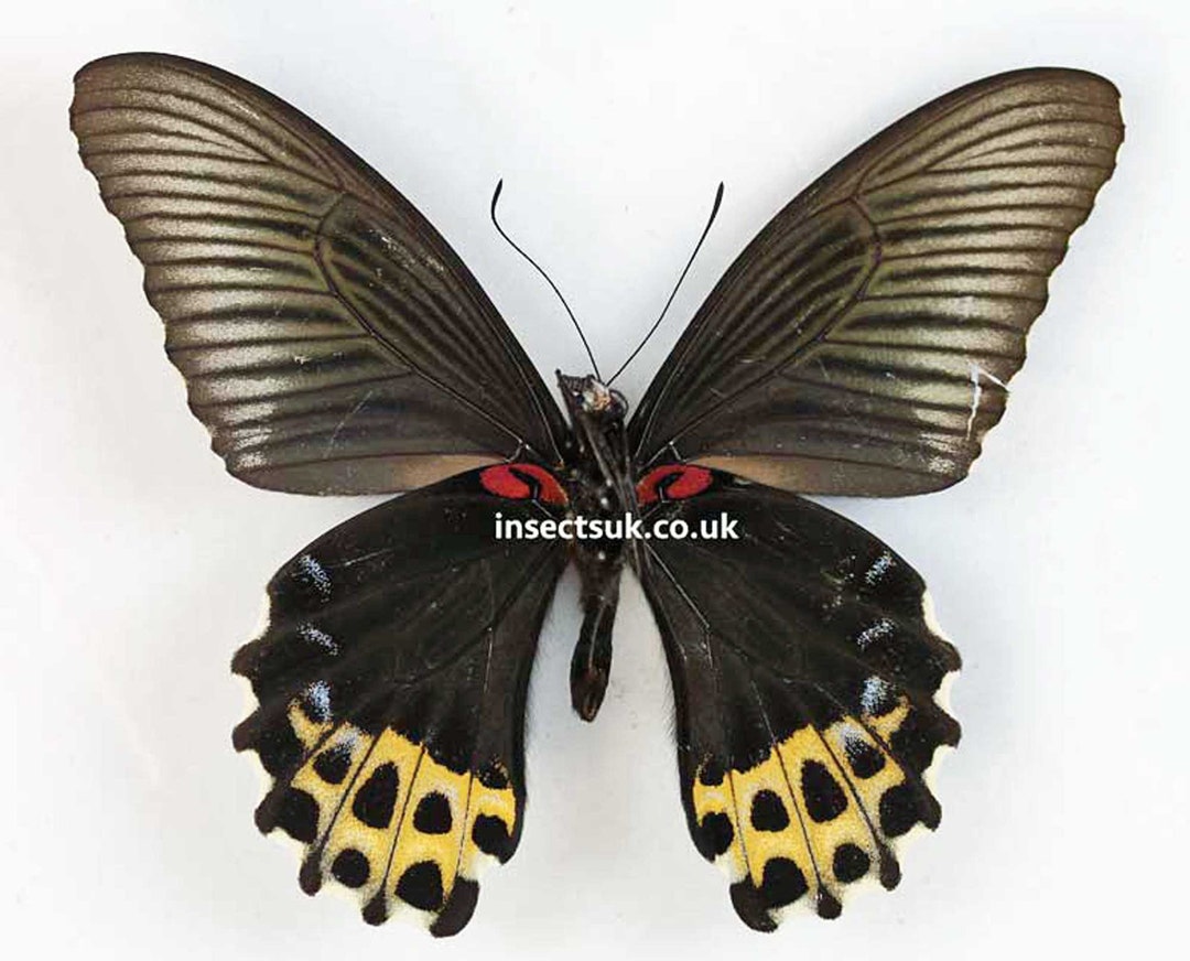 A Pack of 2 Papilio Forbesi. A1 W 70mm, Requires Setting for Taxidermy ...