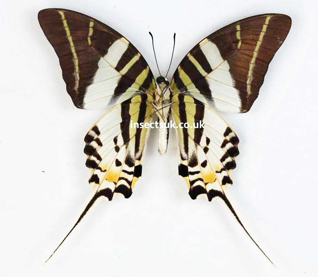 A Pack of 2 Graphium Androcles -the Giant Swordtail. A1 W 90-100mm ...