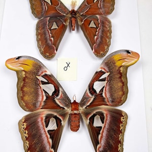 Ten (10) Attacus Atlas Moths -5 Pairs of M/F . A1/A1- Wing Span 180 ...
