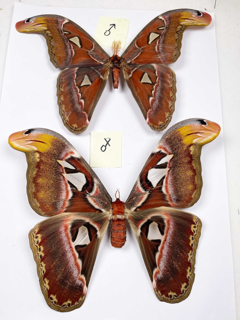 Ten (10) Attacus Atlas Moths -5 Pairs of M/F . A1/A1- Wing Span 180 ...