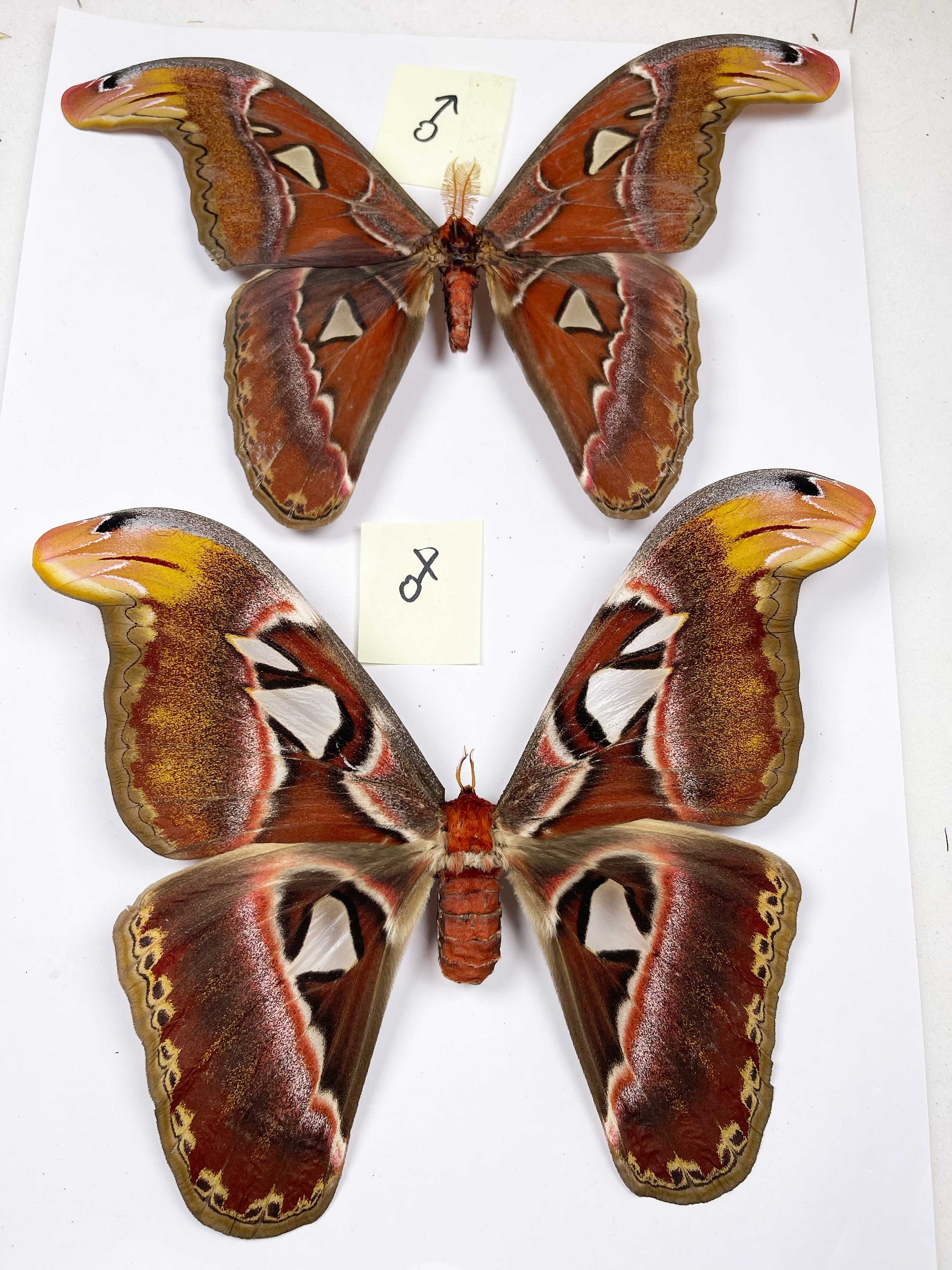 Ten (10) Attacus Atlas Moths -5 Pairs of M/F . A1/A1- Wing Span 180 ...