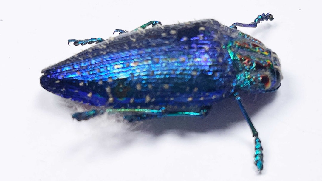 Two (2) Polybothris Sumptuosa Gemma-the Blue Rainbow Beetle. A1 L 30 ...