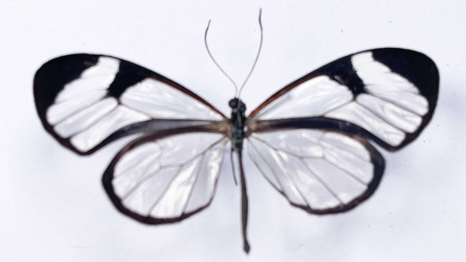 3 Greta Oto (glasswing Butterfly ) A1. Wing Span 40-45mm. Sent Papered ...