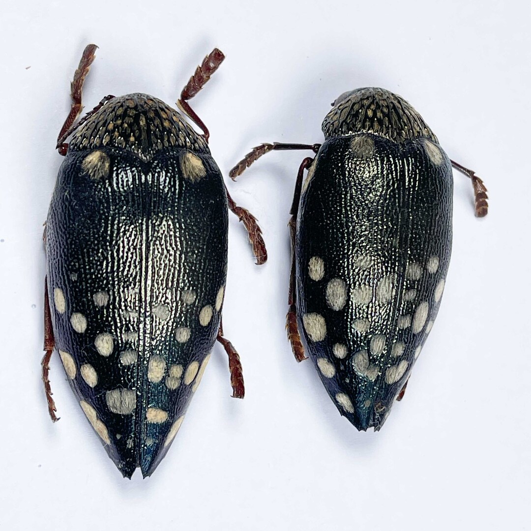 An A1 Pair of Sternocera Castanea Jewel Beetles 40 Mm + in Length ...