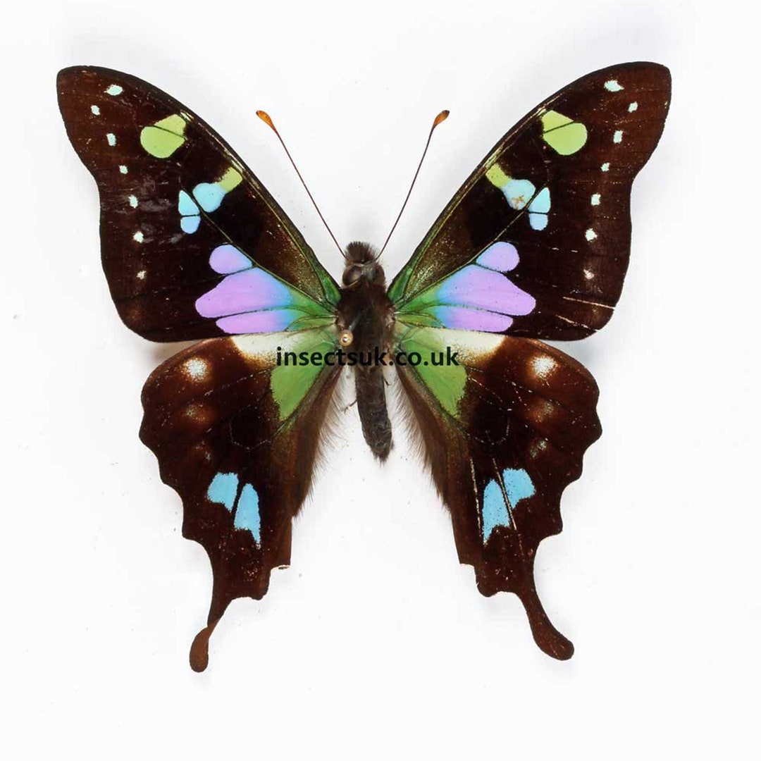 2 Graphium Weiskei (purple Spotted Swallowtail). Ws 55-60mm. A1 . Will Require Setting for ...