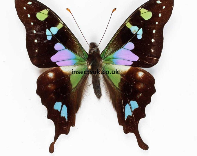 Purple Spotted Swallowtail Butterfly, Graphium Weiskei, UNMOUNTED ...