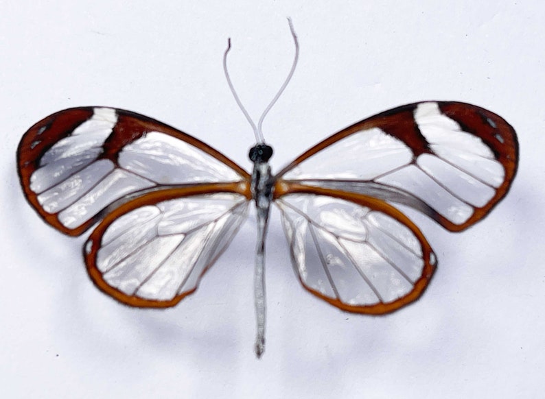 3 Greta Oto (glasswing Butterfly ) A1. Wing Span 40-45mm. Sent Papered, Requires Setting for Art ...