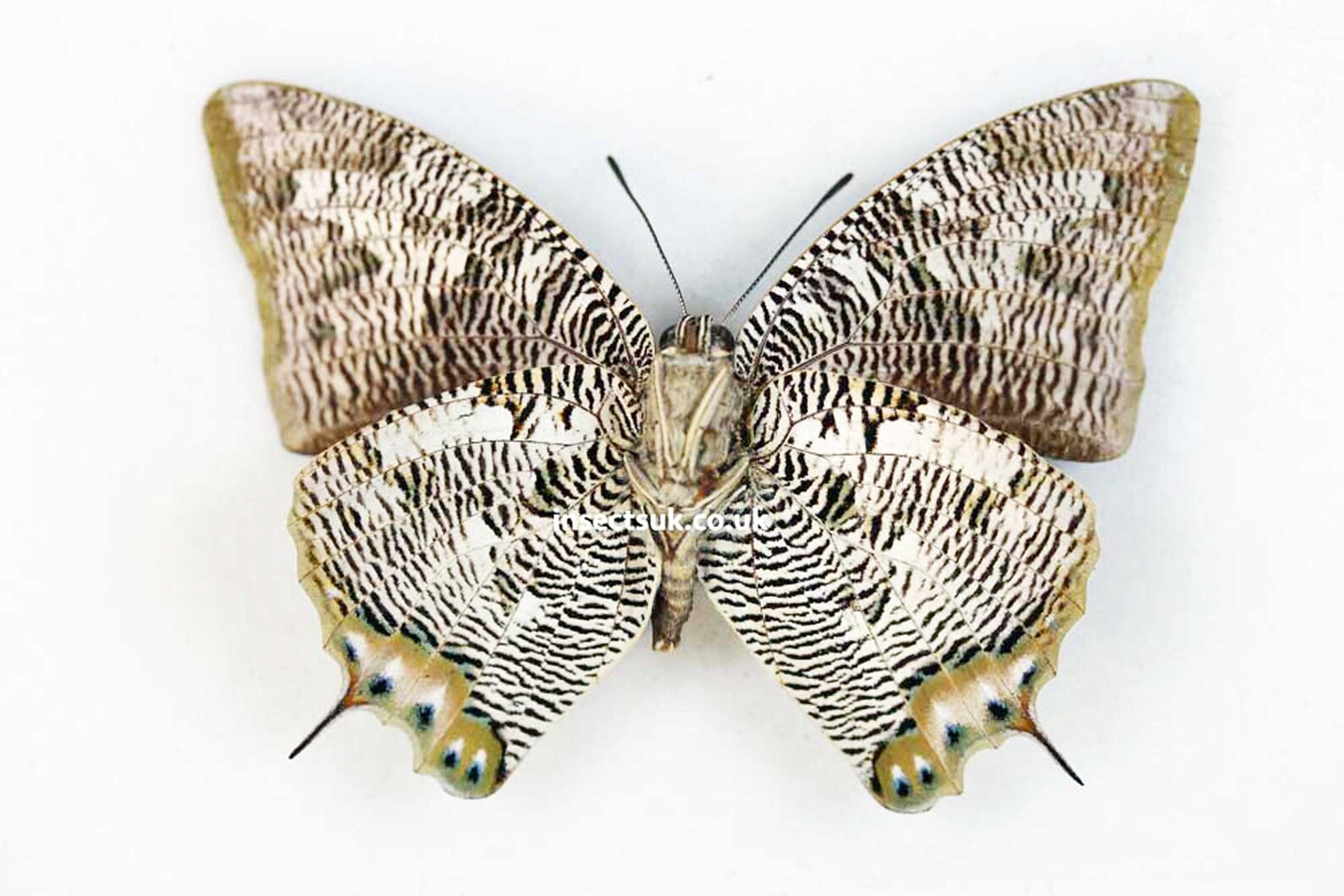 A Pack of 3 Polygrapha (anaea) Cyanea .A1 ,w 60mm Will Require Setting ...