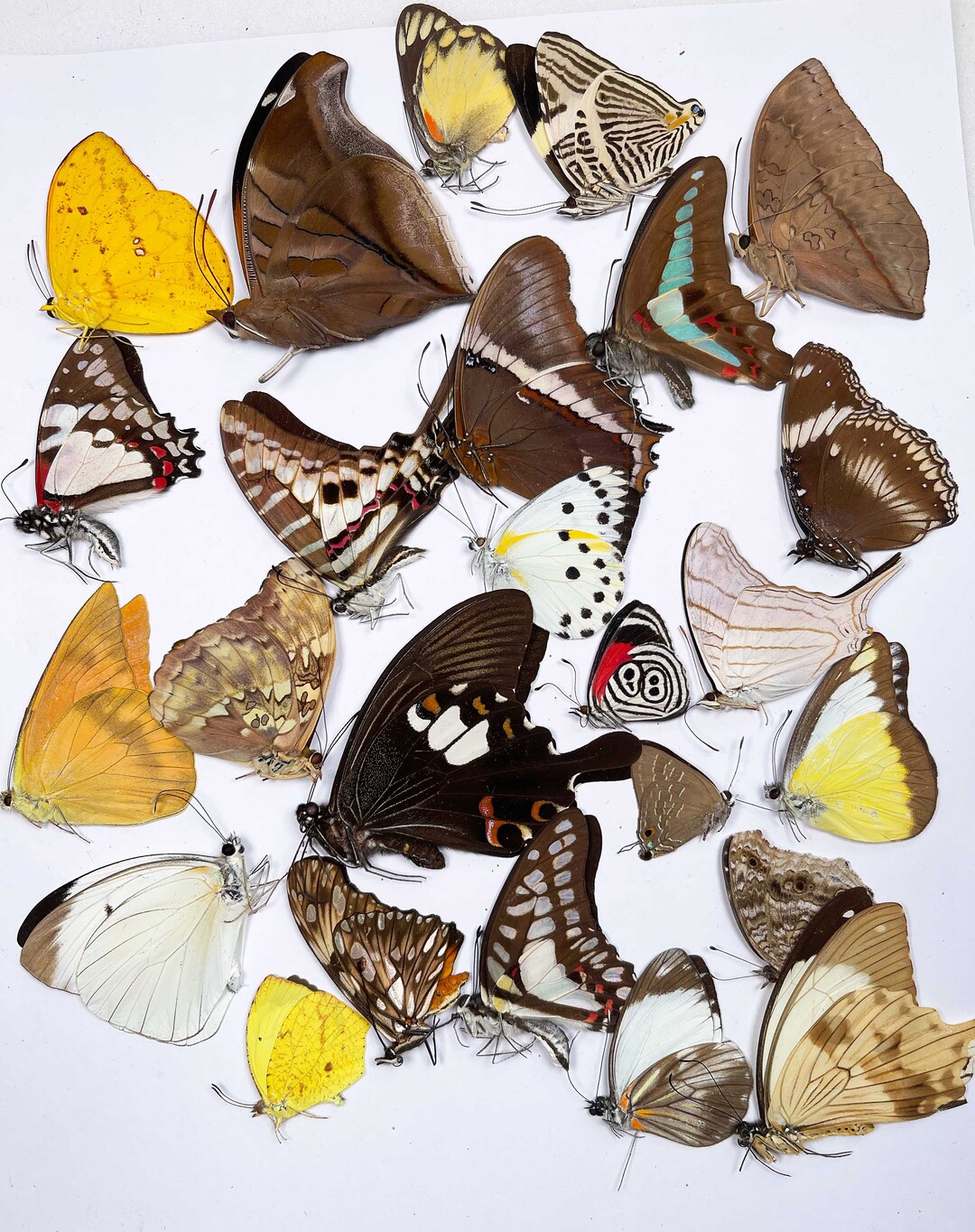 Starter Pack of A1 Real Butterflies for Collectors /crafters, Sent ...
