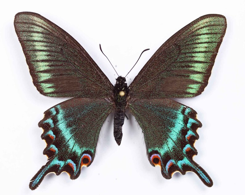 A Pack of 3 Papilio Maackii , Alpine Black Swallowtail Butterflies, A1 ...
