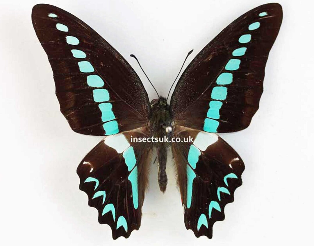 A Pack of 3 Graphium Anthedon Milon . A1 W 80-85mm, Require Setting for ...