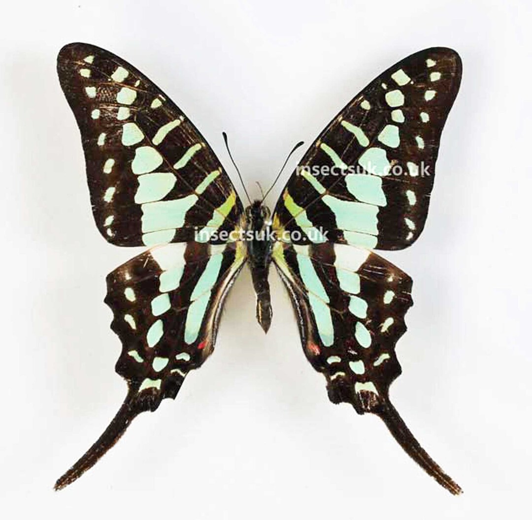 A Pack of 3 Graphium Policenes . A1, W 80mm, Requires Setting for ...
