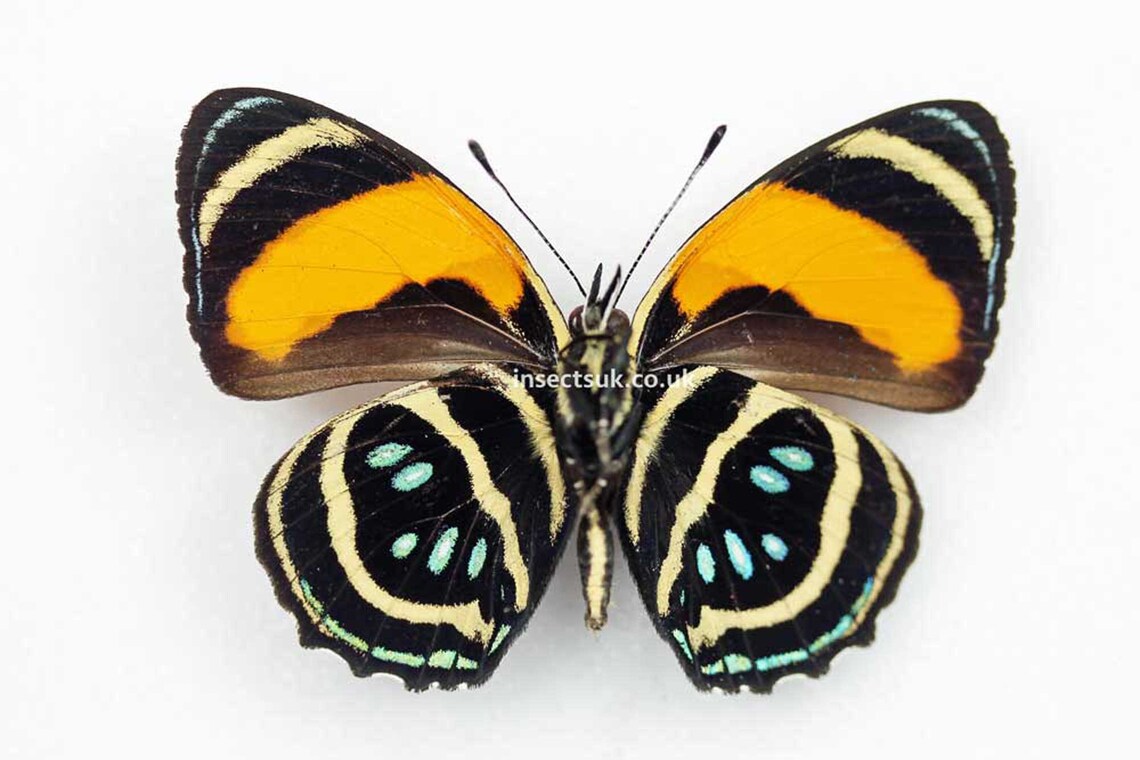 A Pack of 2 Callicore Lyca Aegina Butterflies. Closed Wings- Require ...
