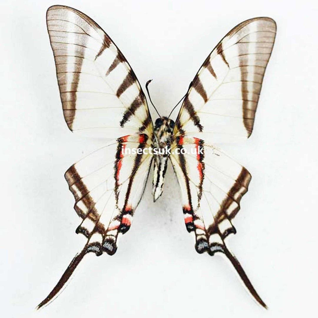 A Pack of 5 Neographium Agesilaus. A1 W 55mm, Require Setting for ...