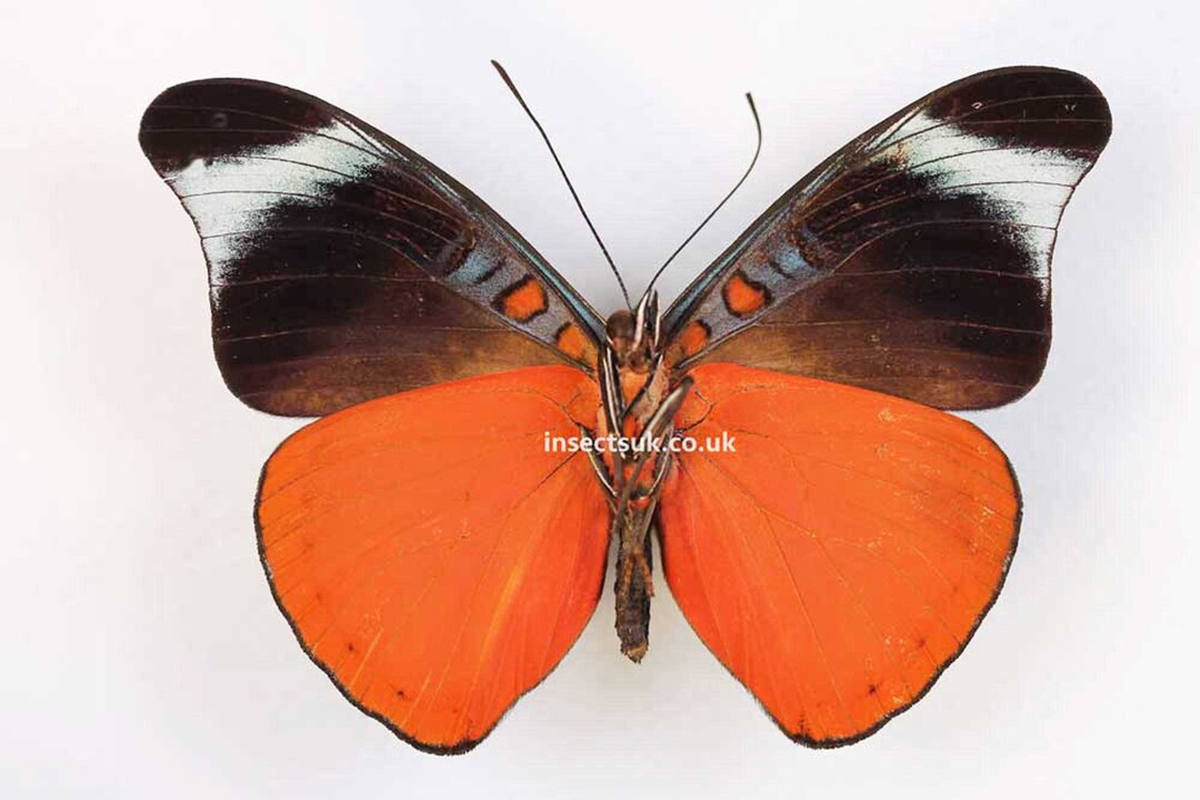 A Pack of 3 Panacea Prola Butterflies A1, Papered ,will Require Setting ...