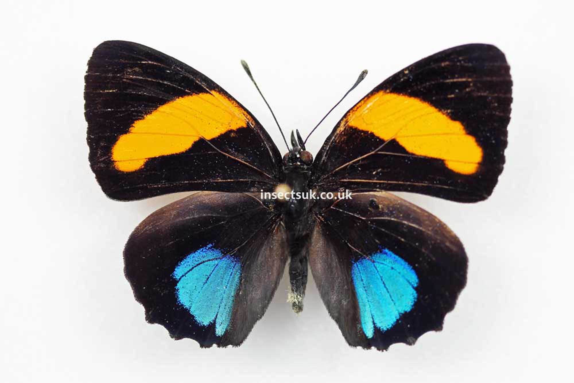 A Pack of 3 Callicore Lyca Aegina Butterflies. Closed Wings Require ...