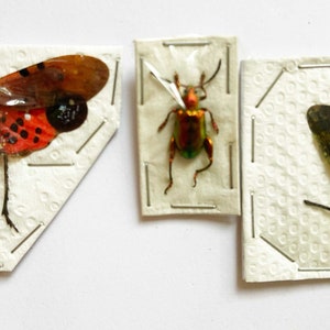 A Starter Pack of Real Beetles and Insects for Your Artwork or Hobby - Etsy
