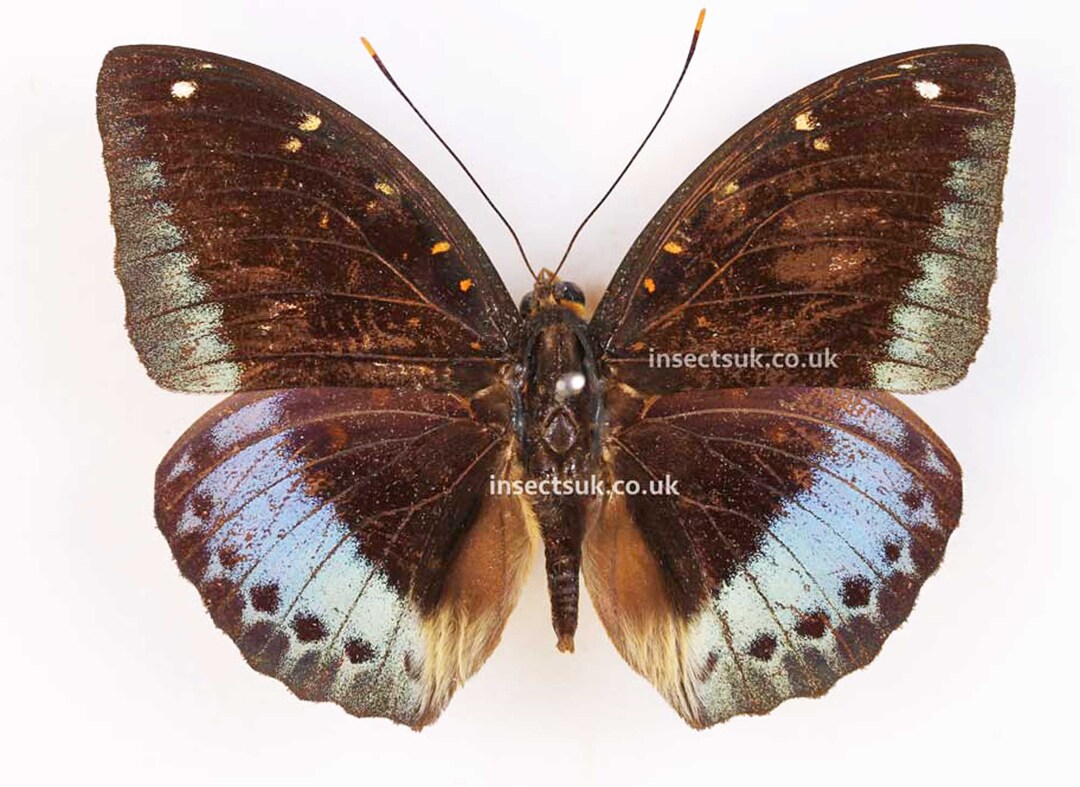 A Set of 3 Lexias Pardalis (common Archduke) Butterflies. A1 , Wingspan ...