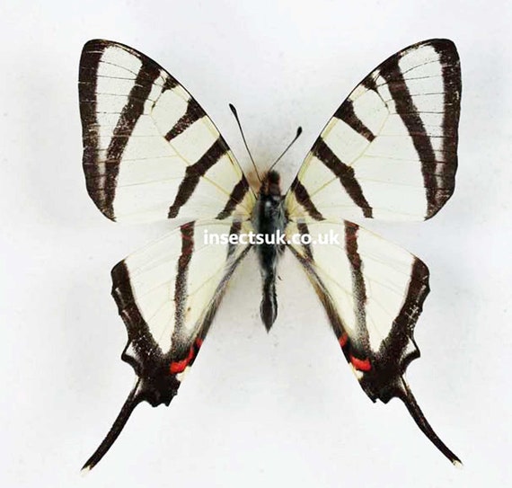 A pack of 3 Graphium Pathysa agetes. A1 W 80-90mm | Etsy