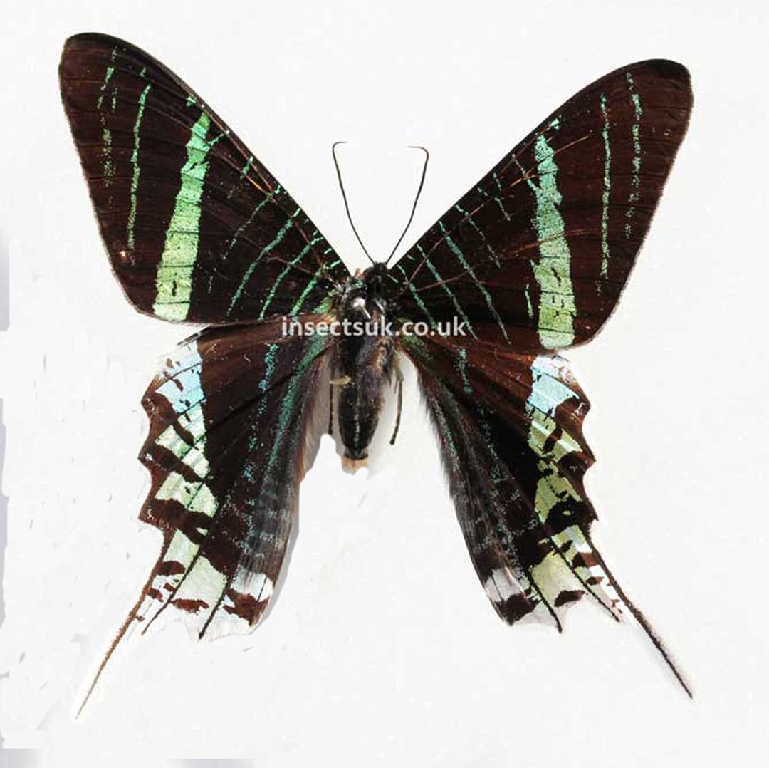 A Pack of 5 Urania Leilus Moths From Peru. A1, Wingspan 80mm .requires ...