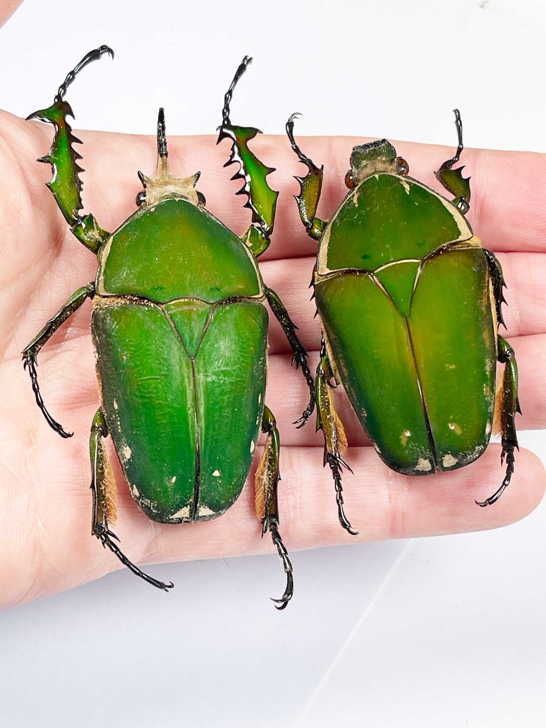 An A1 Pair (M+F) of Mecynorhina Torquata From Cameroon. Male 70mm+ (horn to Tip of Abdomen ...