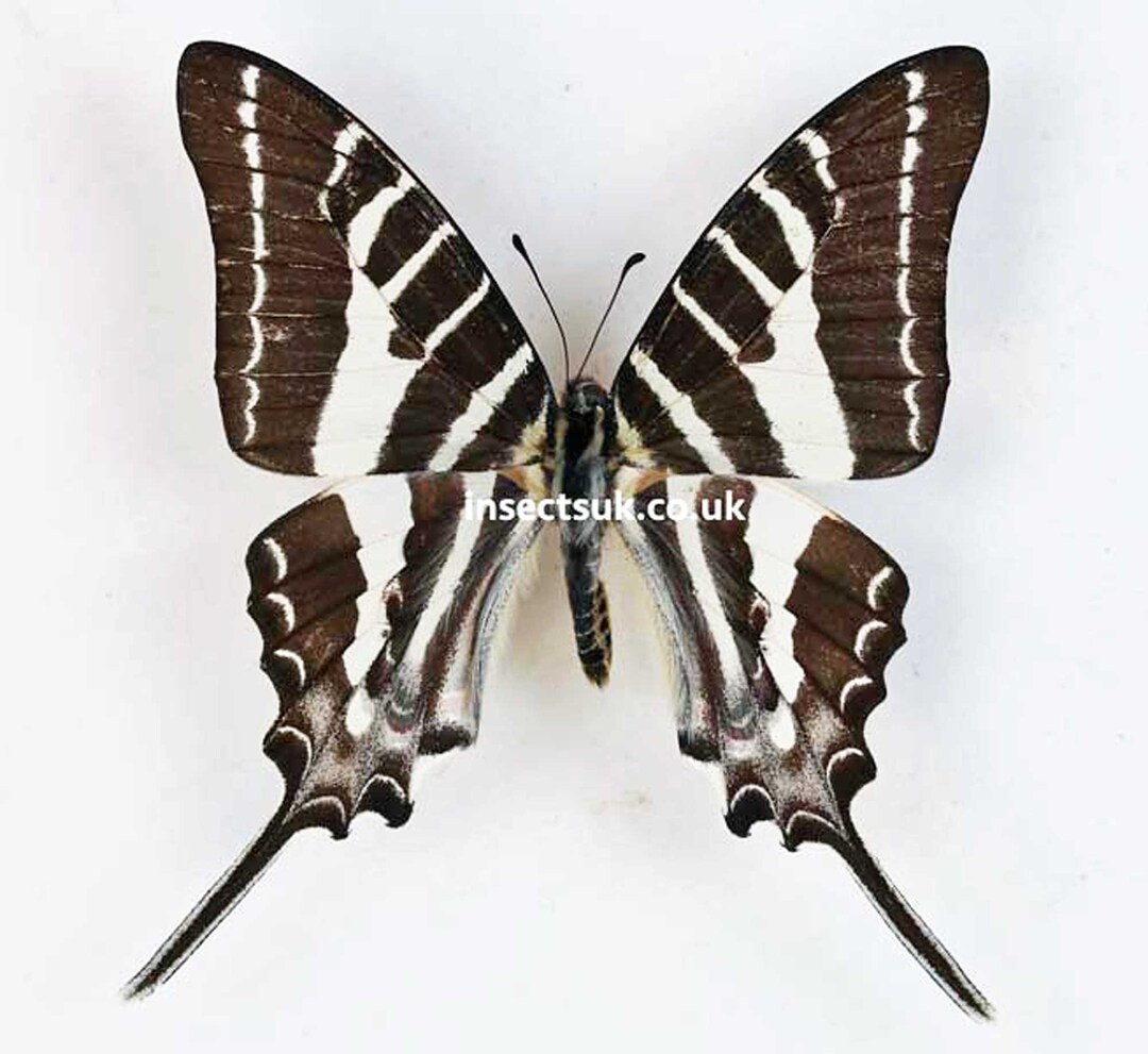 A Pack of 3 Graphium Aristeus. A1 W 55mm, Require Setting for Taxidermy ...