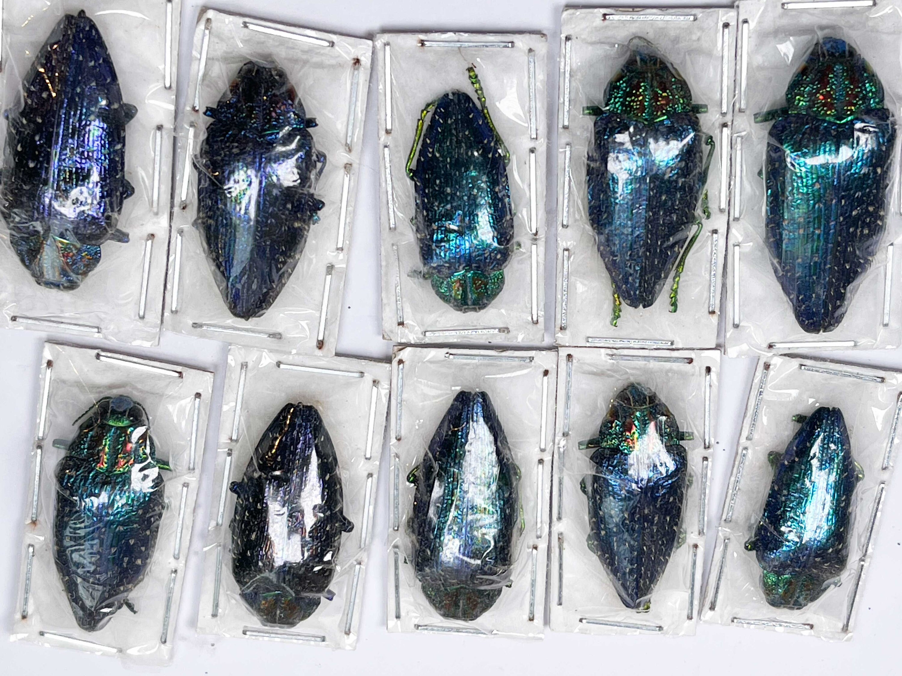 Ten (10) Polybothris Sumptuosa Gemma- the Blue Rainbow Beetle. L 30 ...