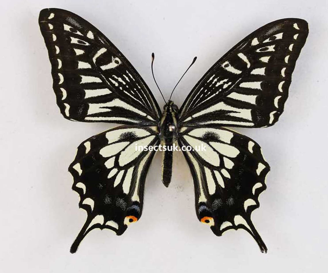 A Pack of 5 Papilio Xuthus (chinese Swallowtail) , A1 ,wingspan 80mm ...