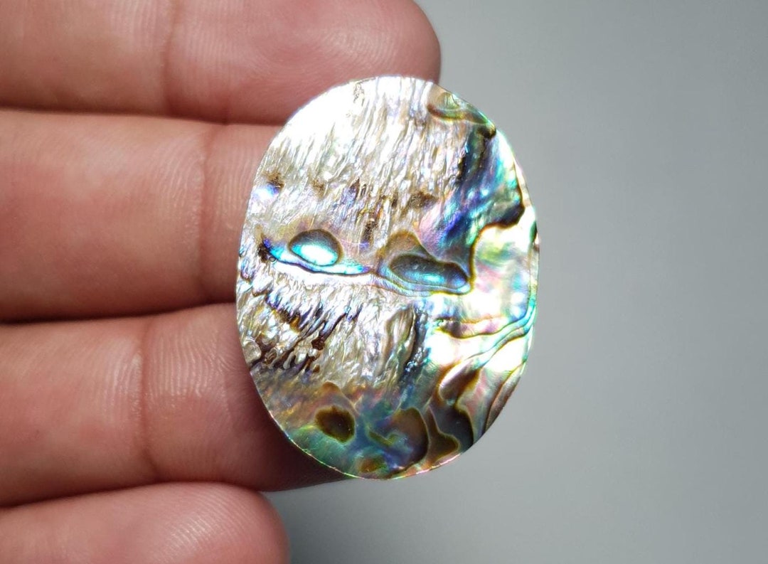 Abalone Shell Natural Abalone Shell Shiny Brilliant Rainbow Abalone ...