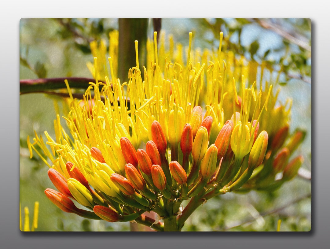 Glass Cutting Board Agave Flower - Etsy.de