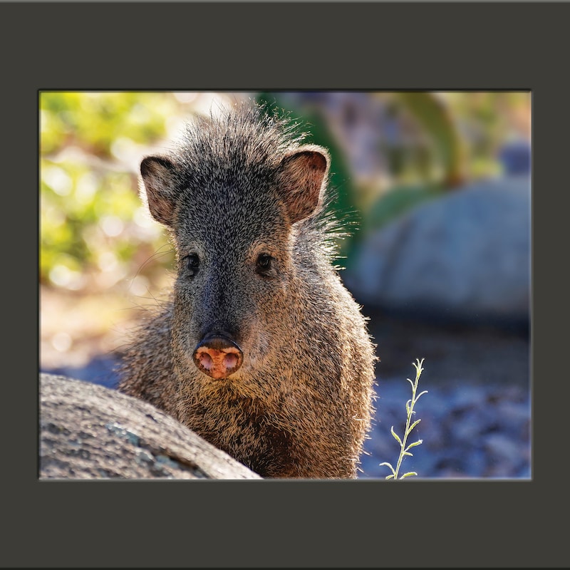 Javelina - Etsy