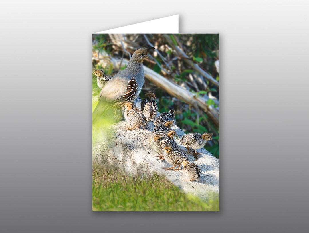 Mama Quail and Chicks - Greeting Card - Etsy
