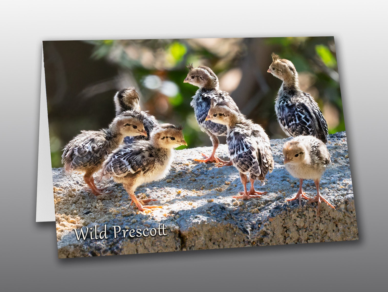 Quail - Gambel's Quail Chicks - Greeting Card - Etsy