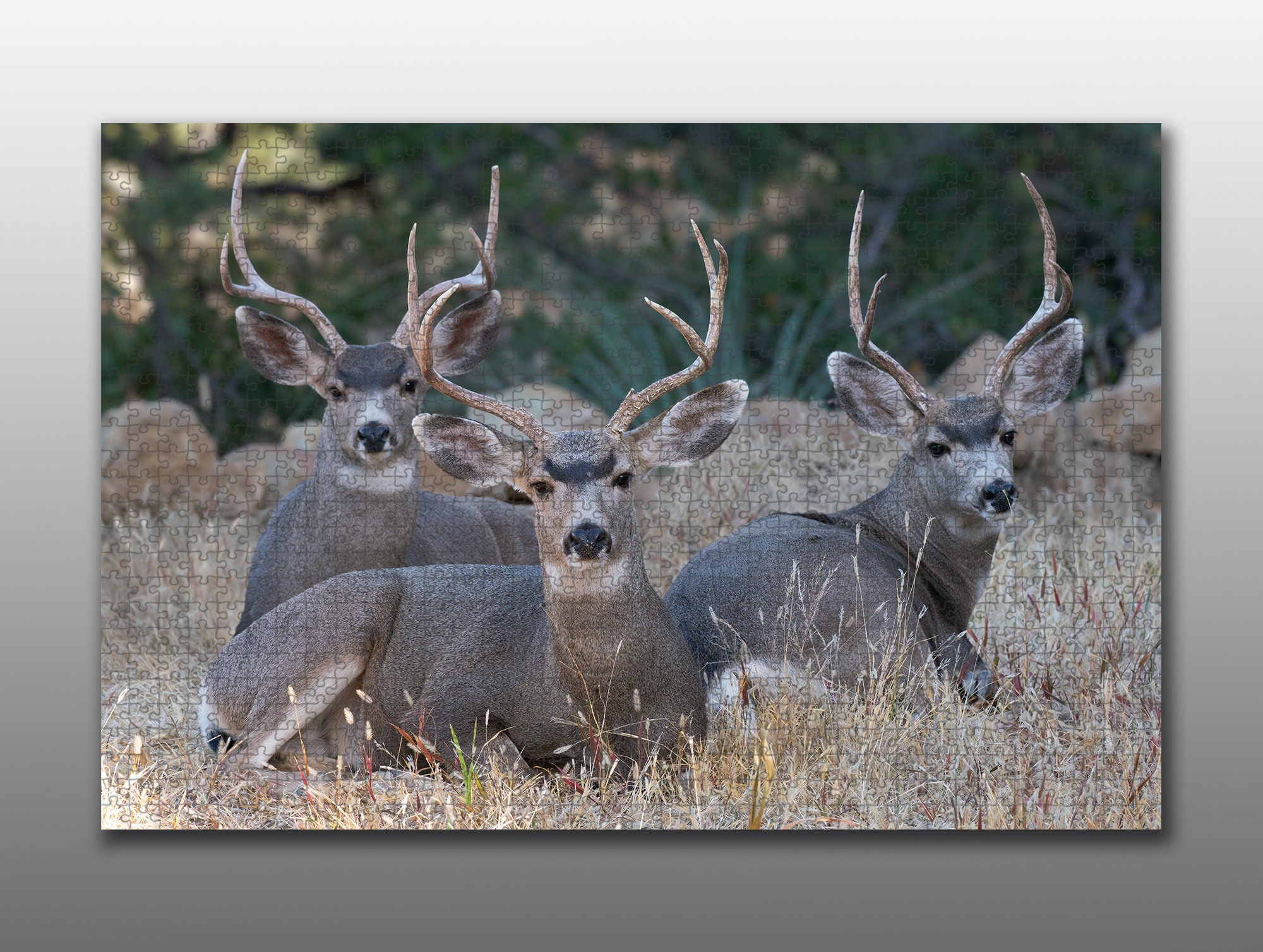Jigsaw Puzzle - Three Mule Deer Bucks - Etsy