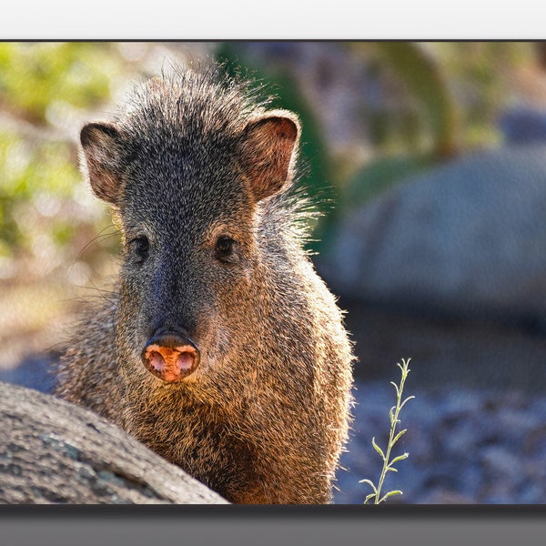 Javelina - Etsy