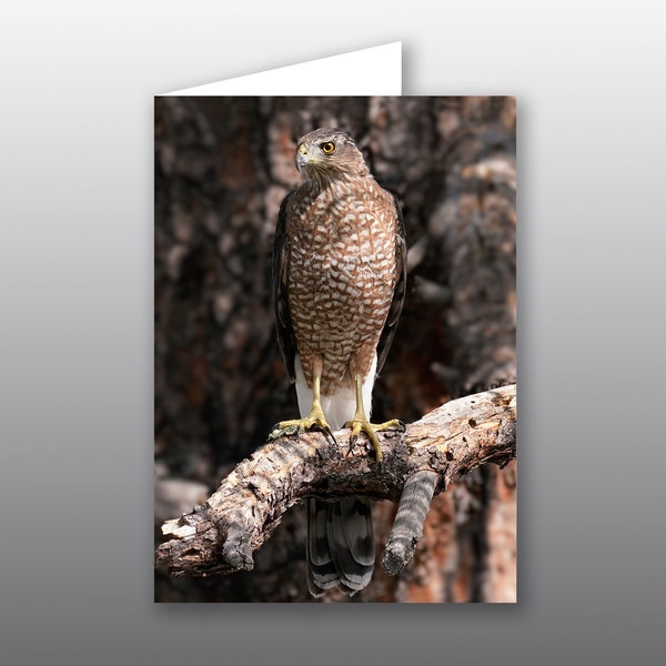 Hawk Greeting Cards - Etsy