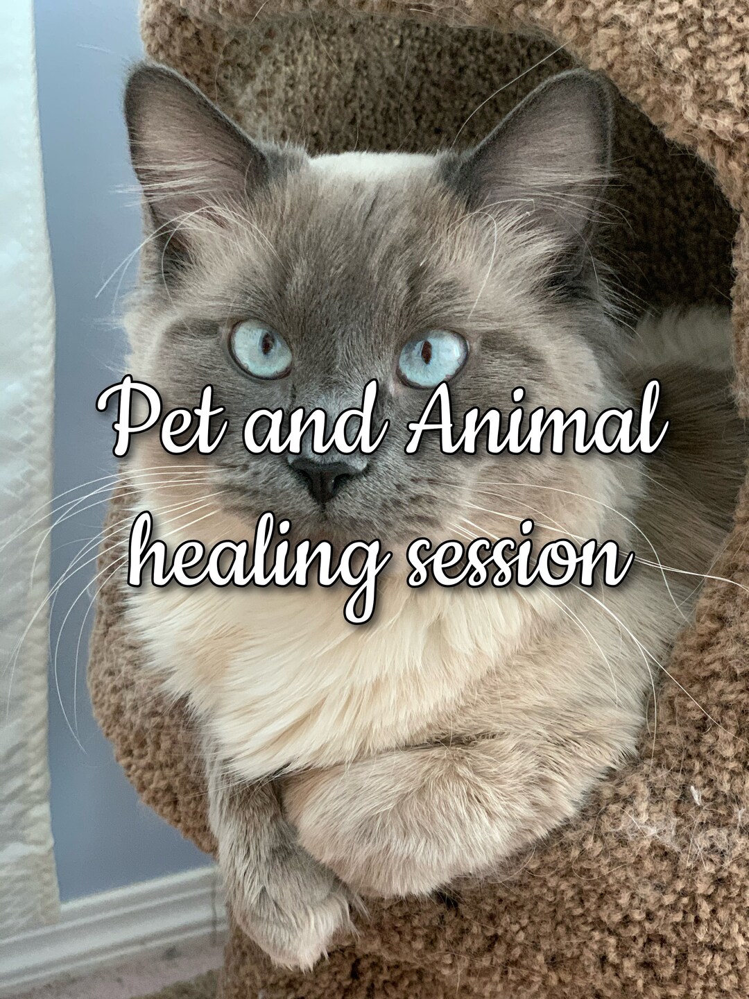 Pet and Animal Healing Sessions - Healing for Animals - Healing for ...