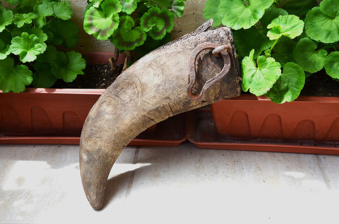 Antique Primitive Ottoman Empire Cannon Powder Horn From 18th Century ...