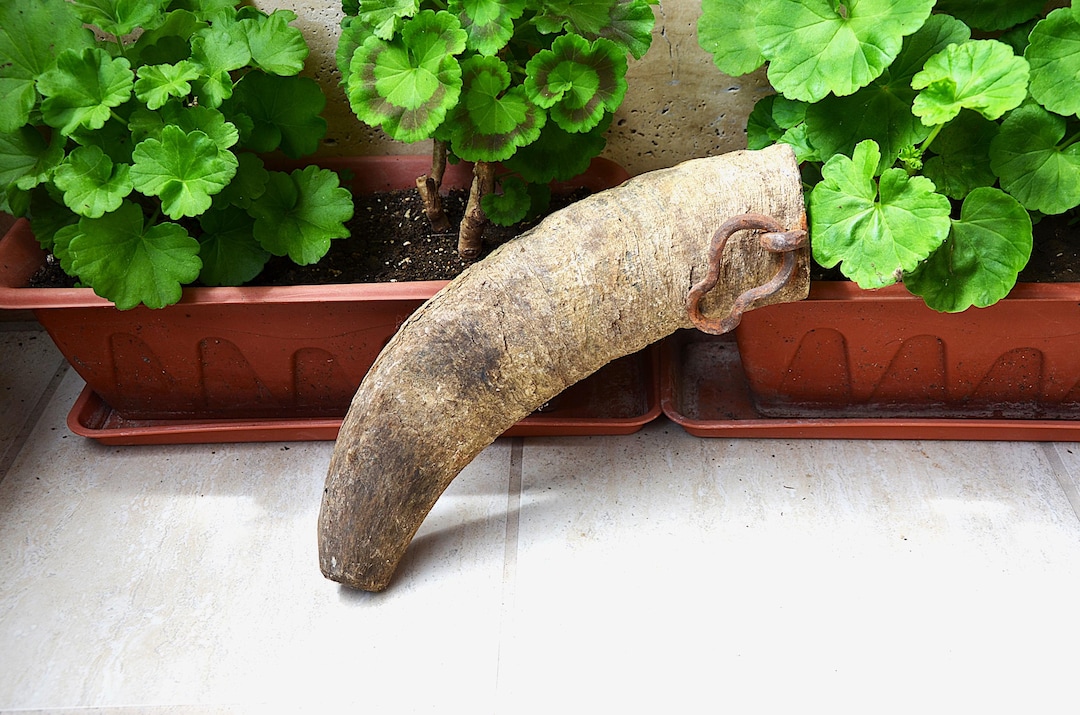 Antique Primitive Ottoman Powder Horn From Late 18th Century or Early ...