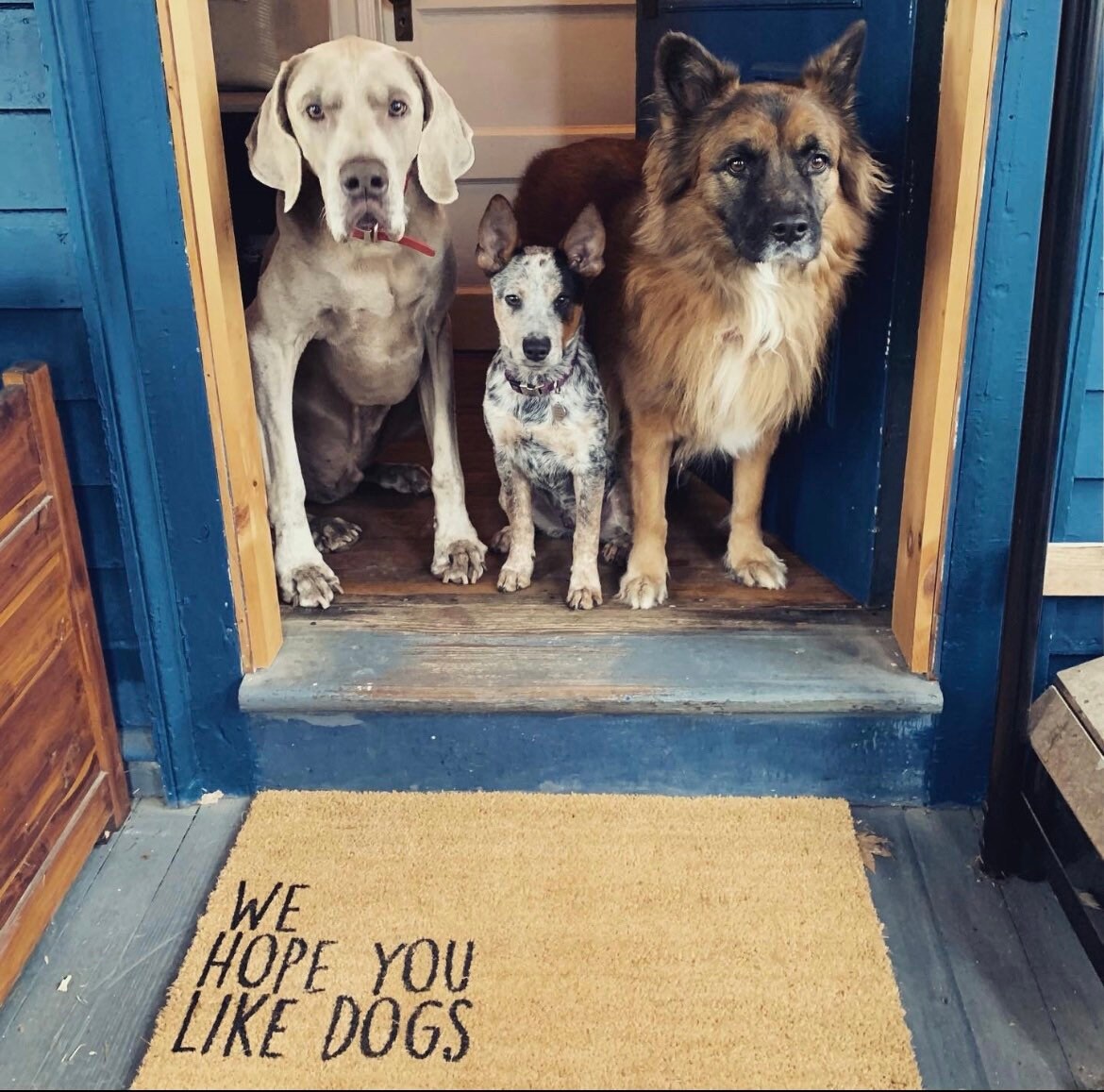 We Hope You Like Dogs Doormat Dog Doormat Funny Dog Doormat | Etsy