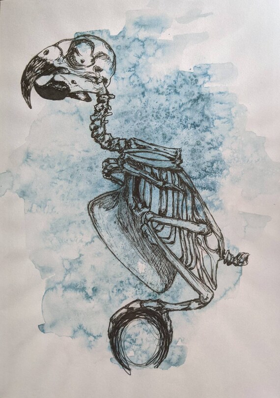 Parrot Skeleton Print | Etsy