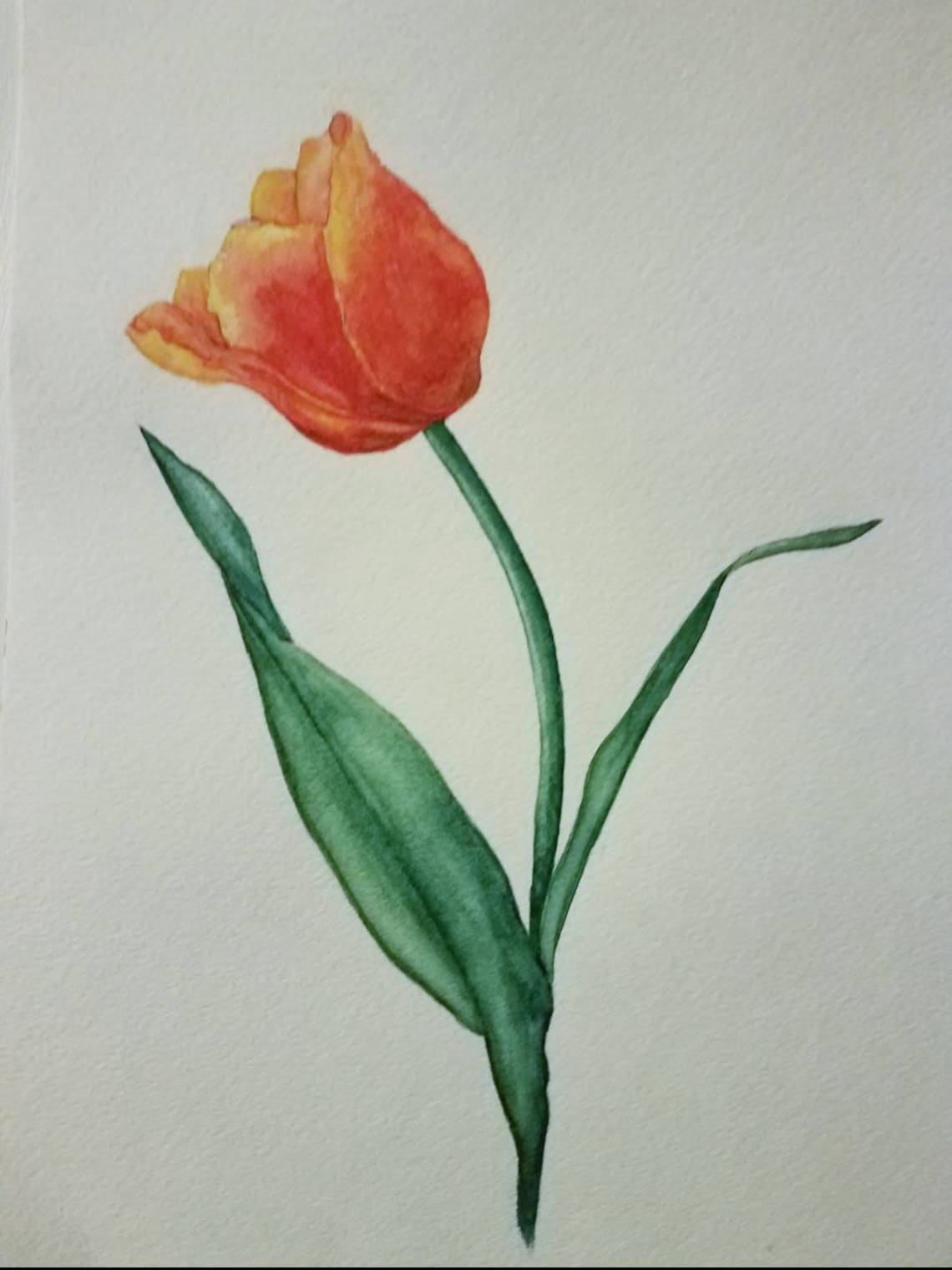 Tulip Flower Original Watercolor Painting Print | Etsy