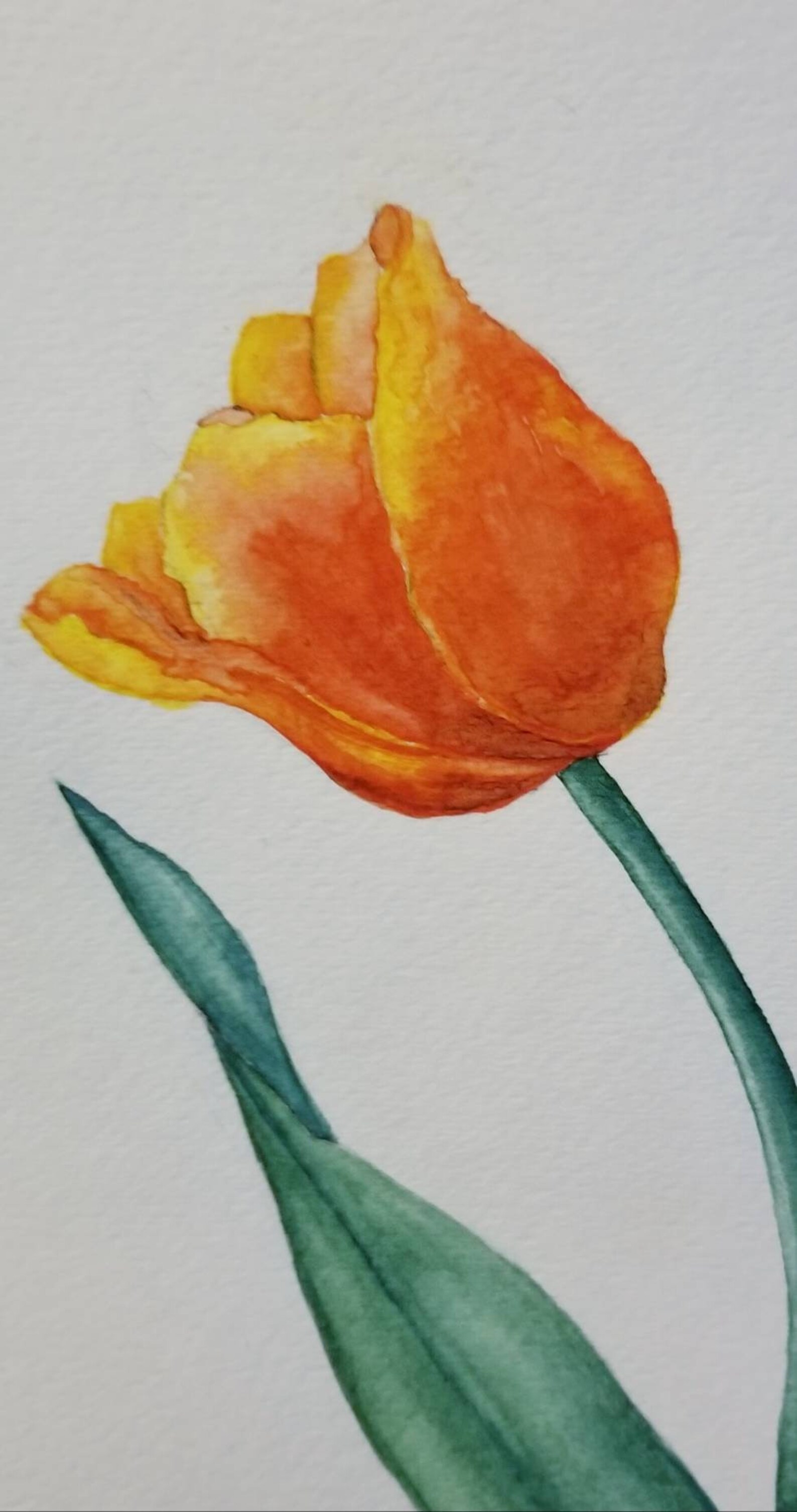 Tulip Flower Original Watercolor Painting Print | Etsy