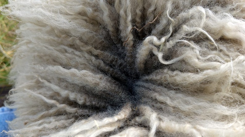 Shetland Sheep Roving From Kate - 4 Oz - Etsy