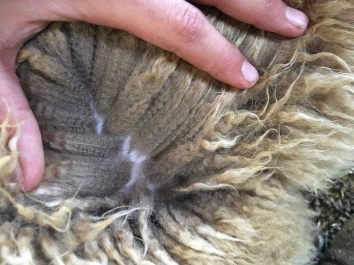 Shetland Sheep Roving From Ginger - 4 Oz - Etsy