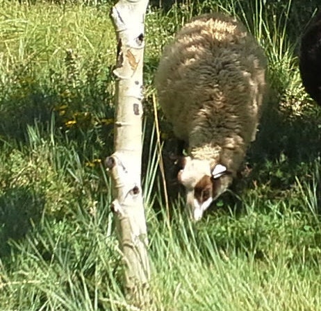 Shetland Sheep Roving From Ginger - 4 Oz - Etsy